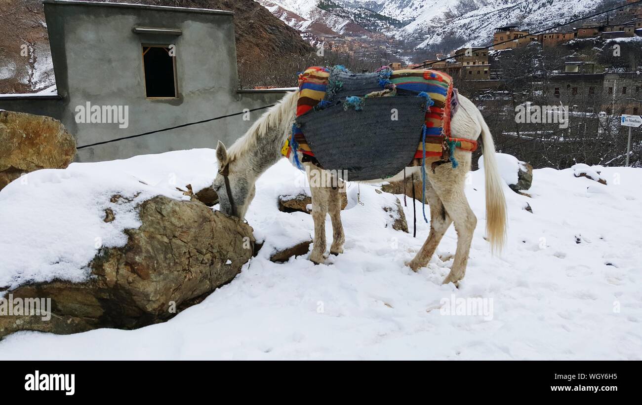 Snow winter cold donkey hi-res stock photography and images - Alamy