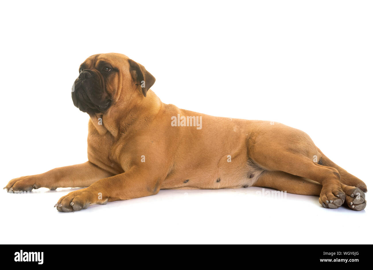 Resting bull hi-res stock photography and images - Alamy