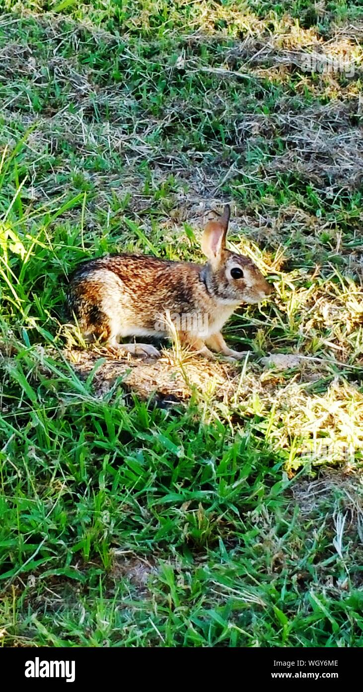 Rabbit On Grass Stock Photo - Alamy