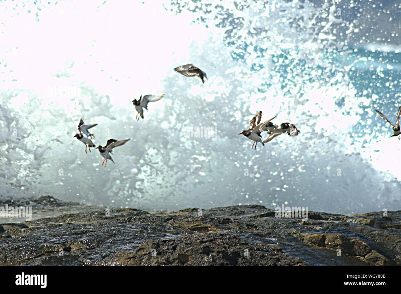 Birds on waves hi-res stock photography and images - Alamy