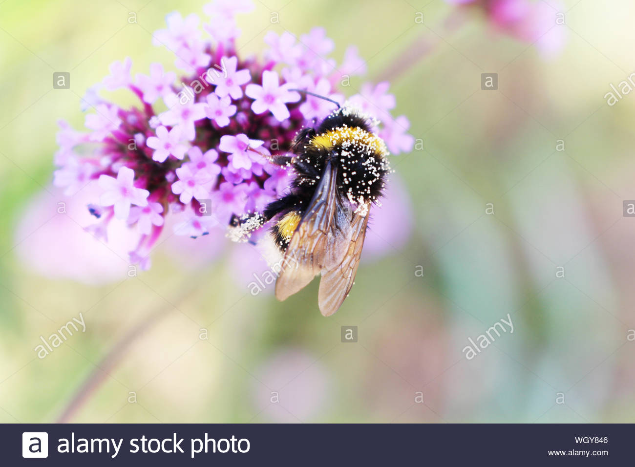 Humble Bee High Resolution Stock Photography and Images - Alamy