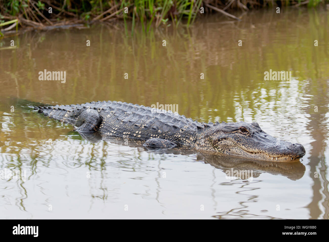 Alligator swimming in the swamp in Louisiana Stock Photo - Alamy