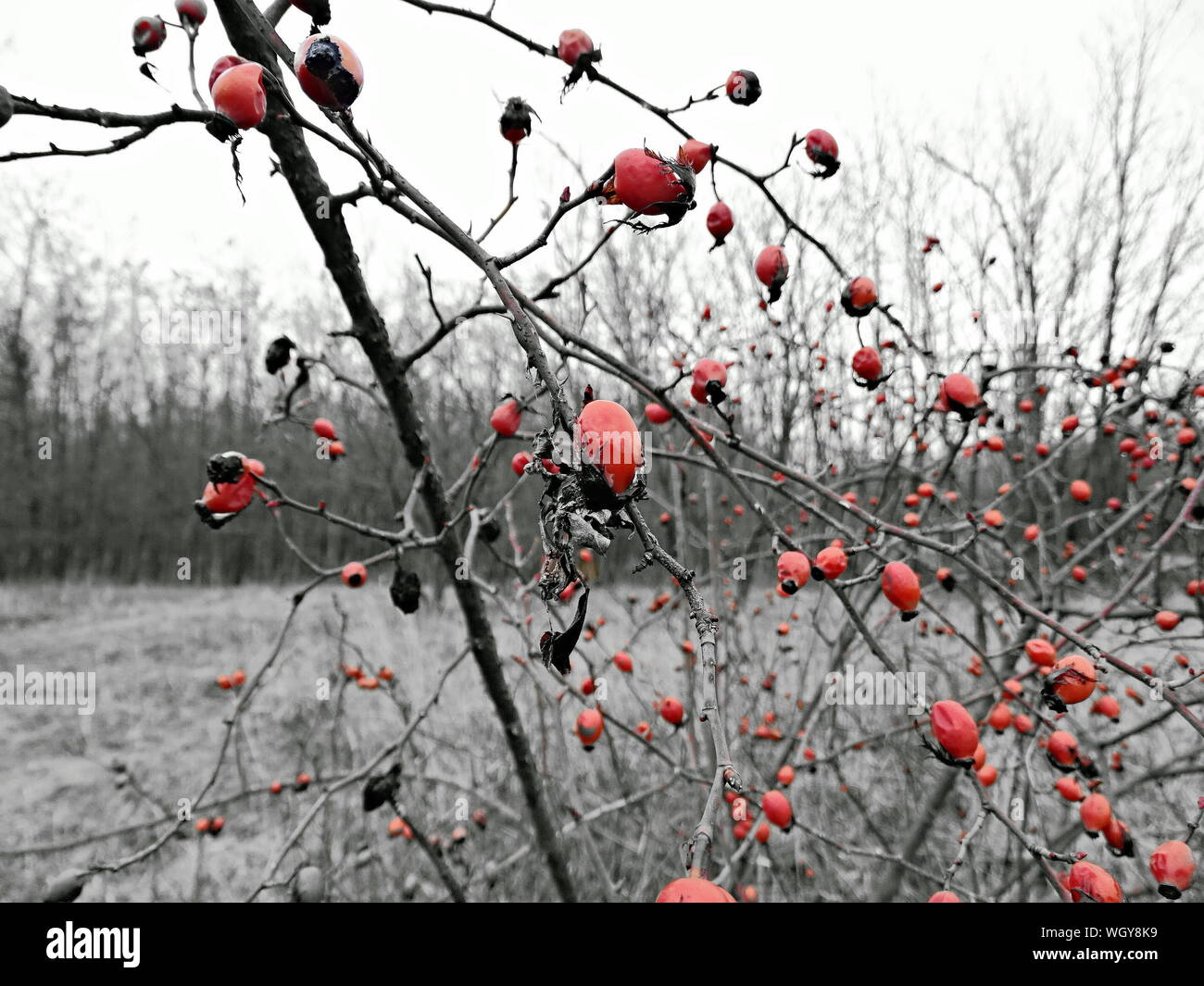 Rotten rose hi-res stock photography and images - Alamy