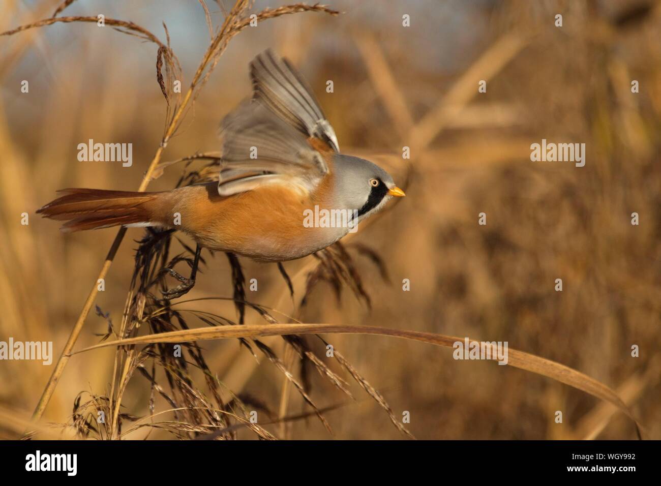 The bearded reedling hi-res stock photography and images - Alamy