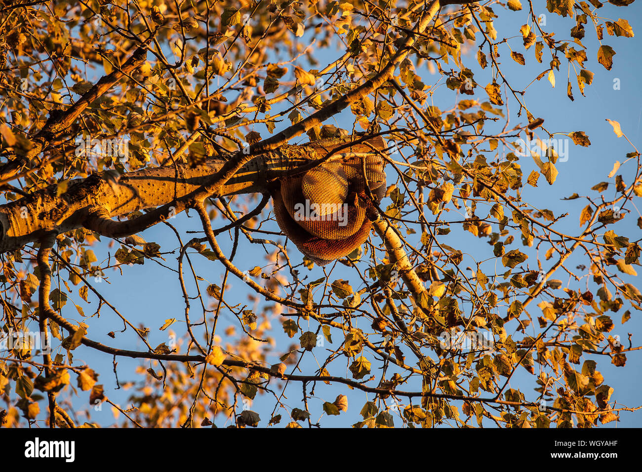 Beehive in tree hi-res stock photography and images - Alamy