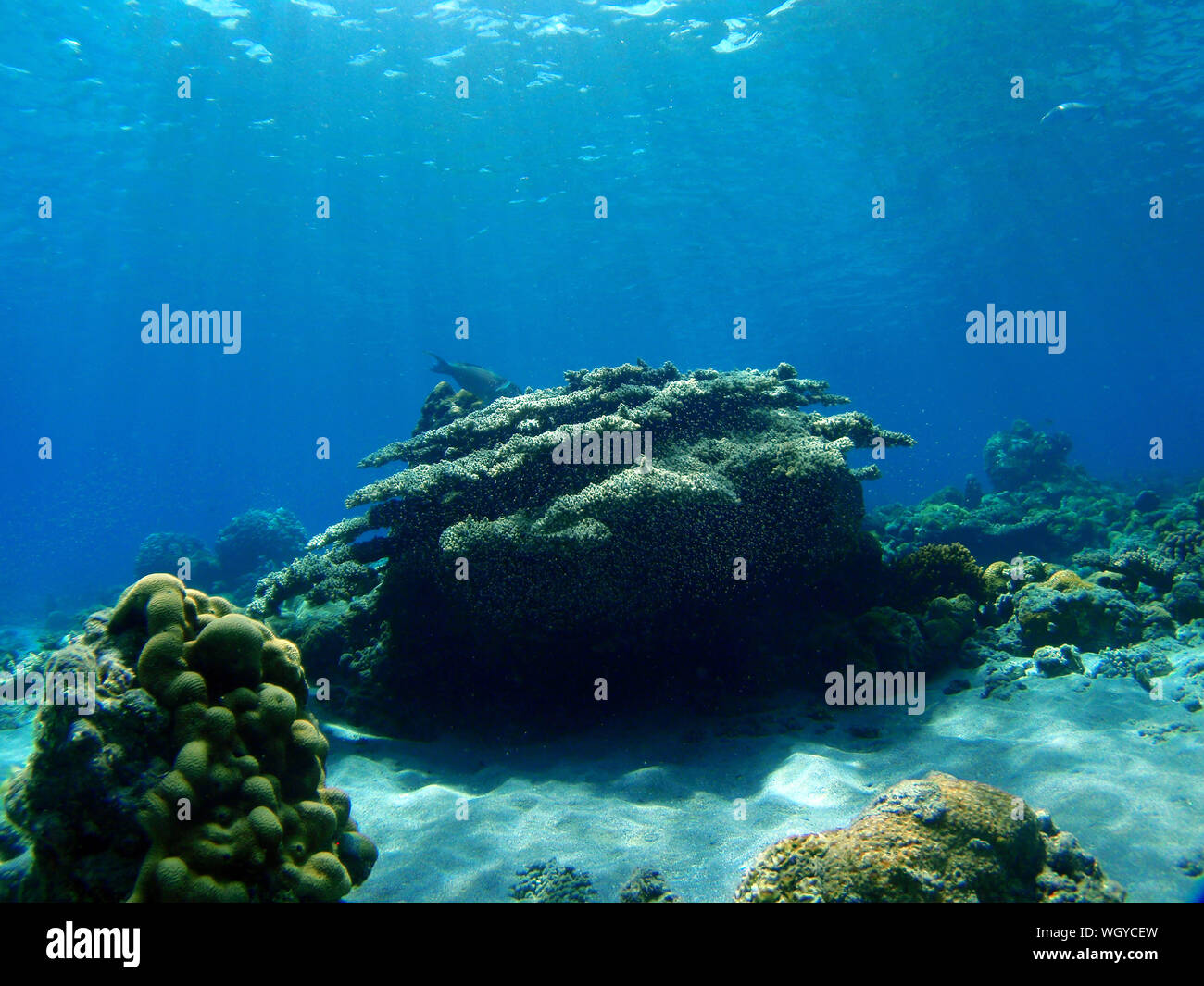 Coral floor hi-res stock photography and images - Alamy