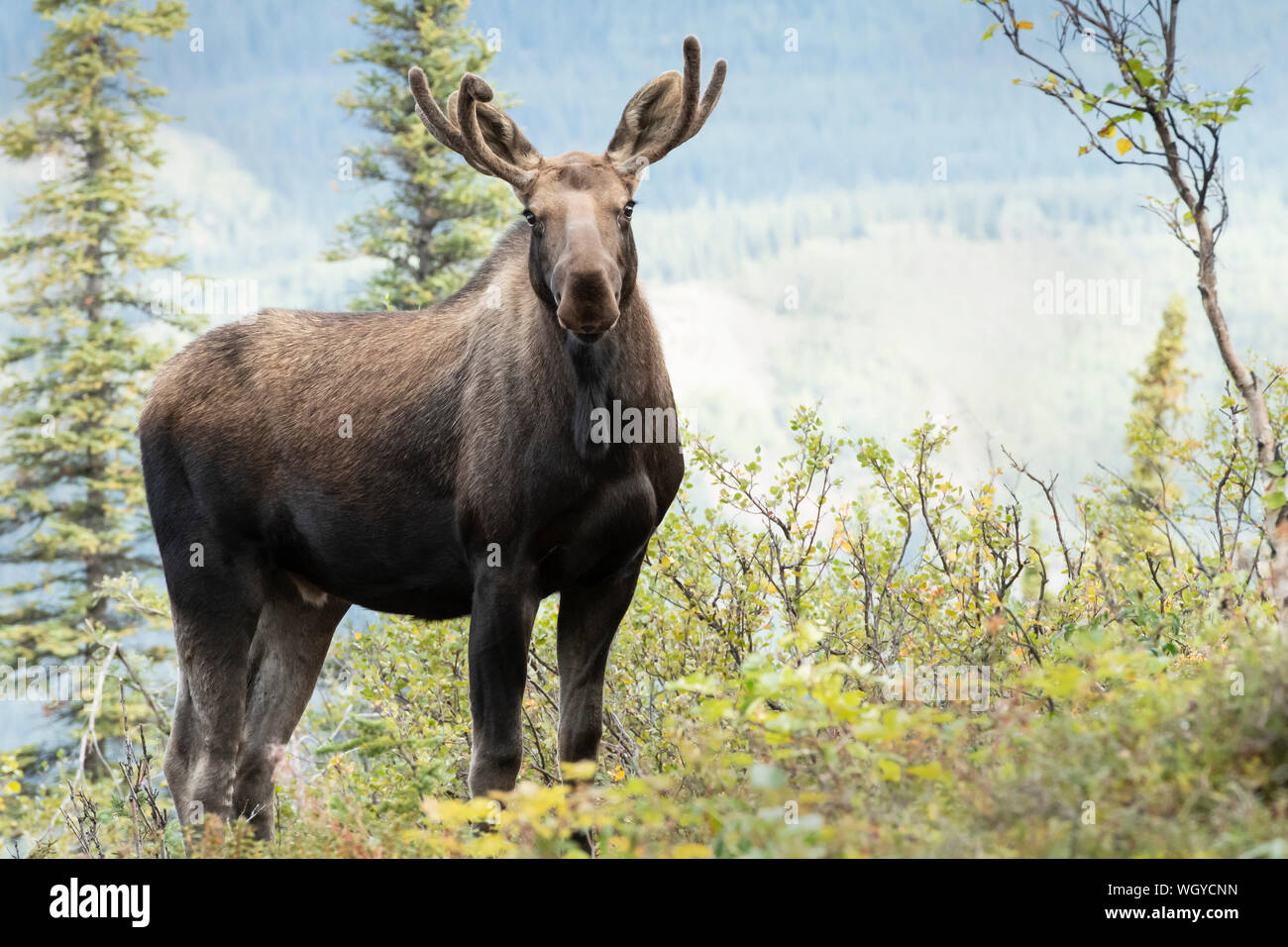 North America; United States; Alaska; Denali National Park; Wildlife ...