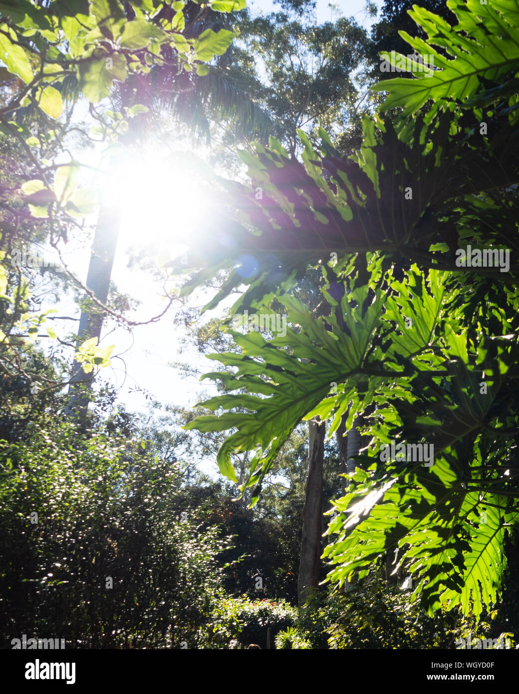 Sunlight Filtering Through The Trees High Resolution Stock Photography ...