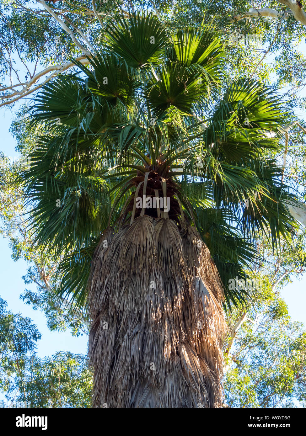 Looking up to a Livistona australis, Cabbage tree or Fan Palm, stiff ...