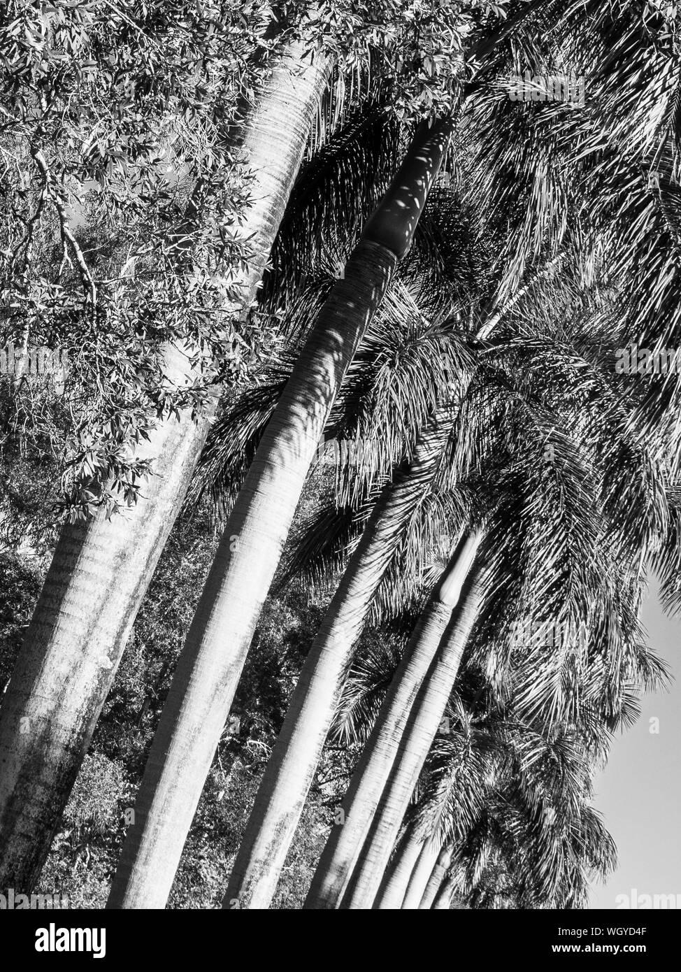 Palm trees, looking up at a tall row , black and white, perspective ... Palm trees, looking up at a tall row , black and white, perspective ...