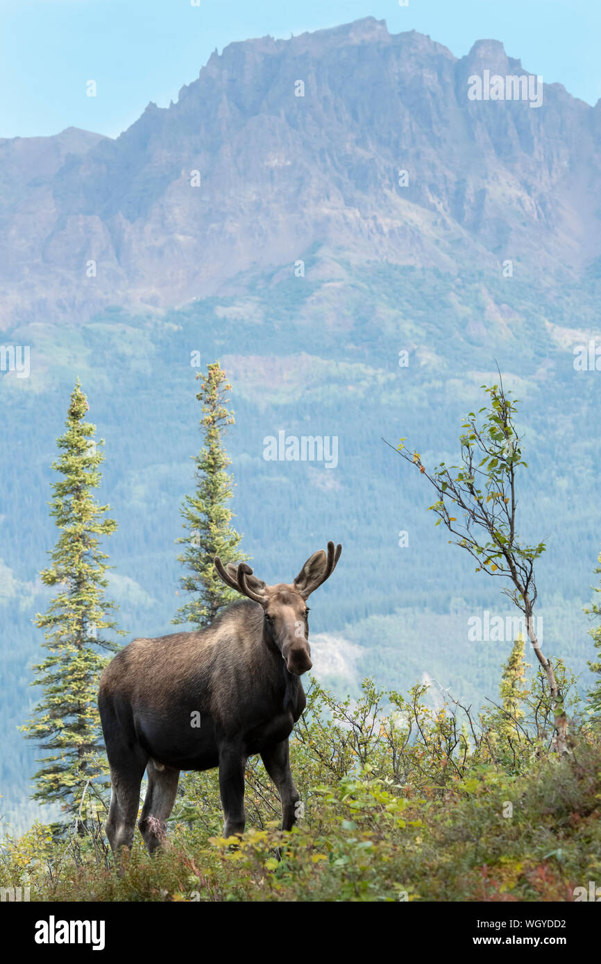 North America; United States; Alaska; Denali National Park; Wildlife ...