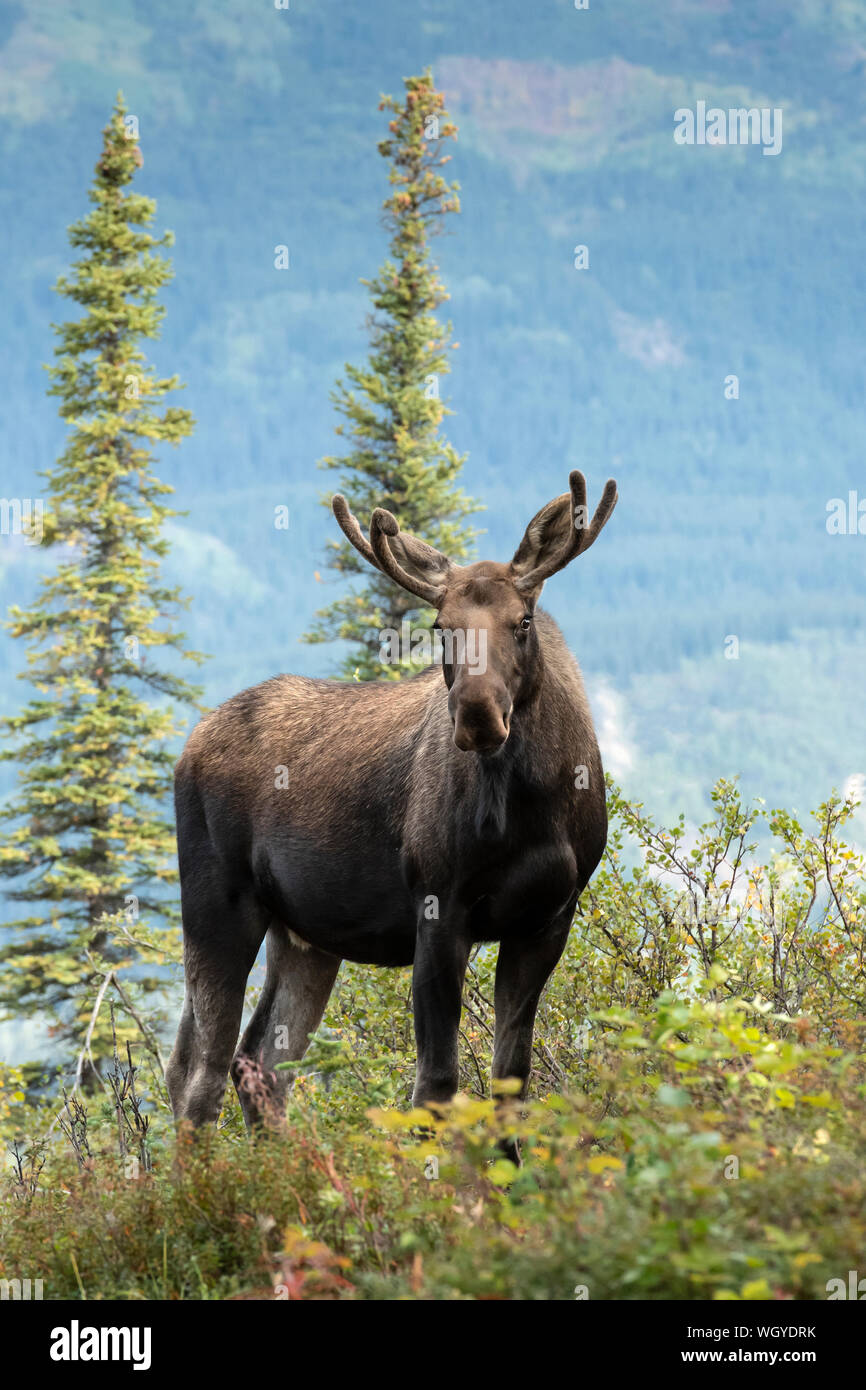 North America; United States; Alaska; Denali National Park; Wildlife ...