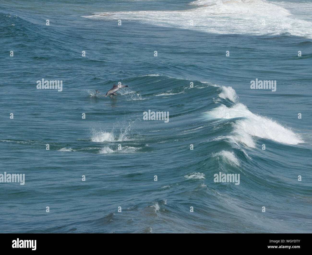 wild. A large pod of Bottlenose Dolphins diving and leaping through the ...