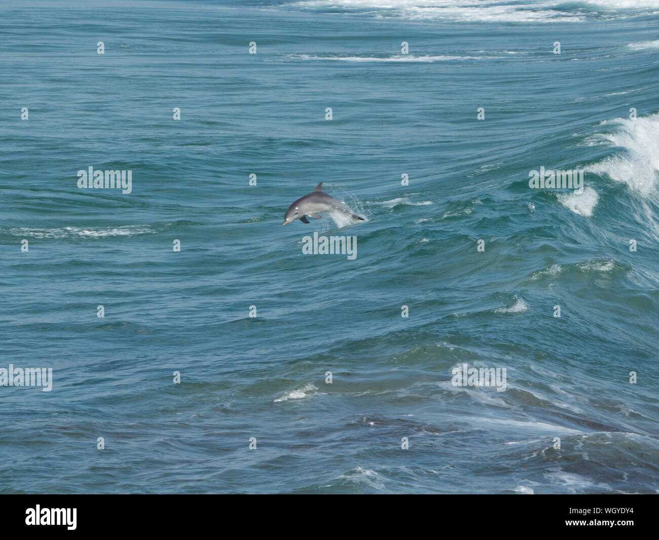 A Bottlenose Dolphin playing, diving and leaping through the waves off ...