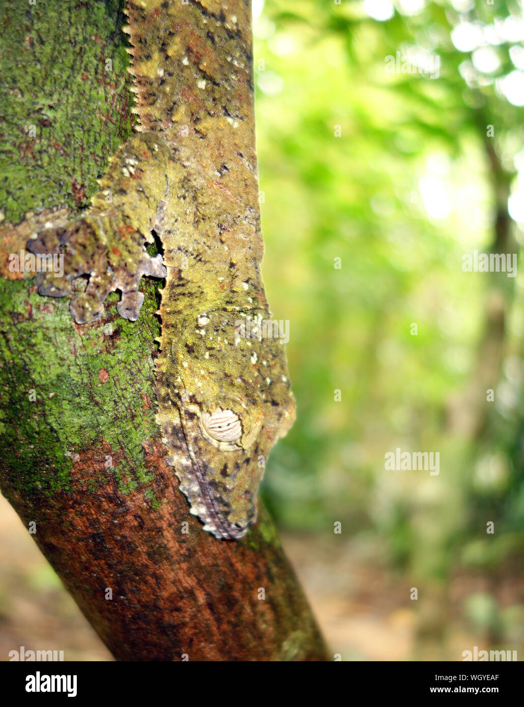 Leaf Tailed Gecko Camouflage