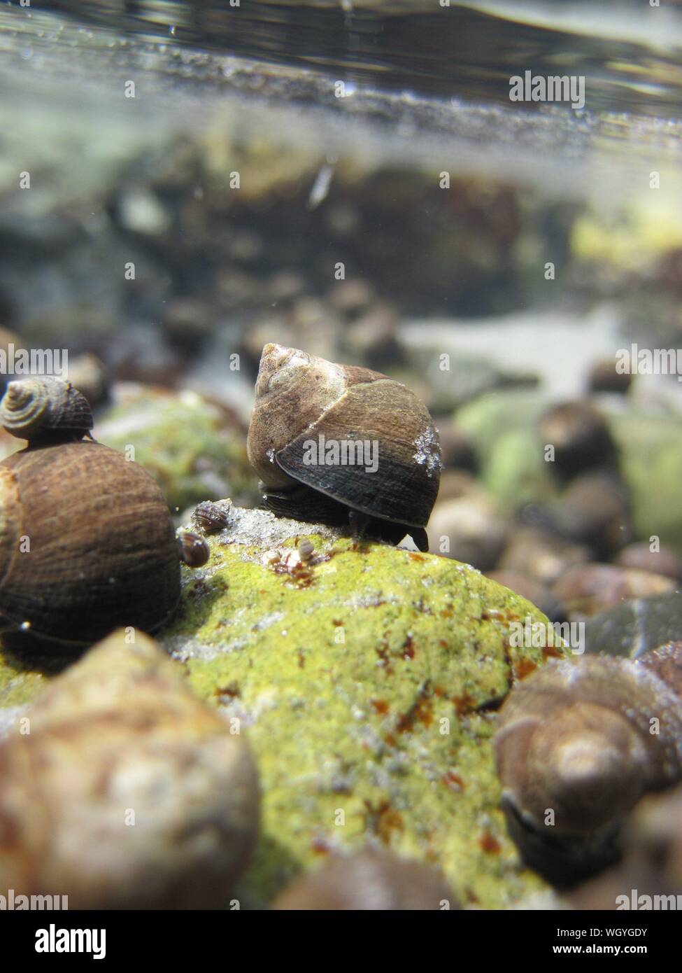 Rock snail sea shell hi-res stock photography and images - Alamy