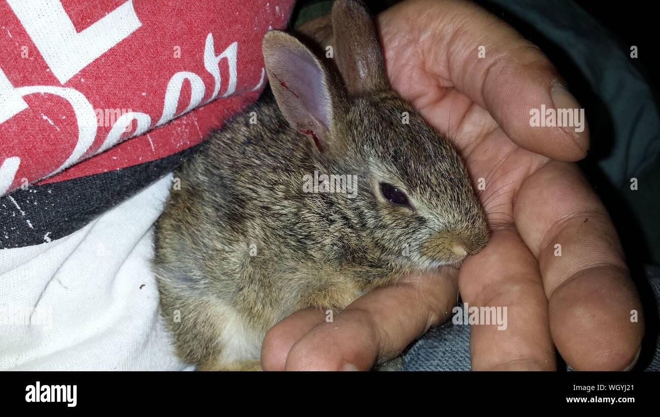 Rabbit man hi-res stock photography and images - Alamy