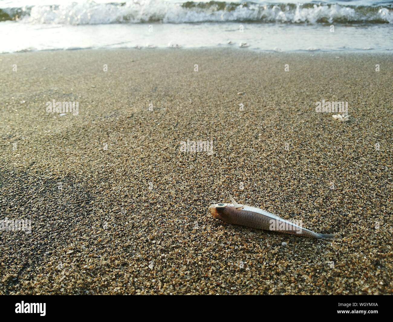 Animal lying dead on beach hi-res stock photography and images - Alamy