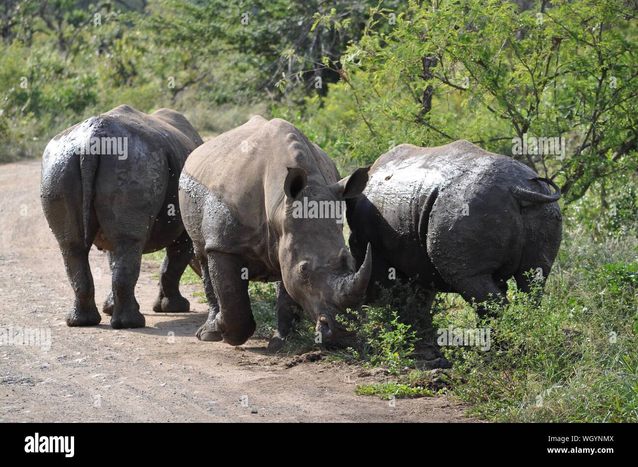 Three animals in hi-res stock photography and images - Alamy