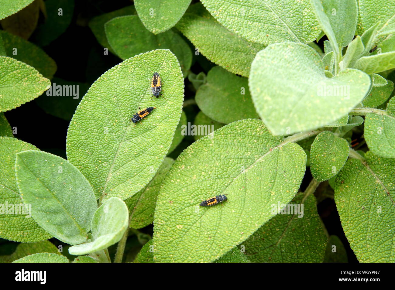 Lady bug larva aphids hi-res stock photography and images - Alamy