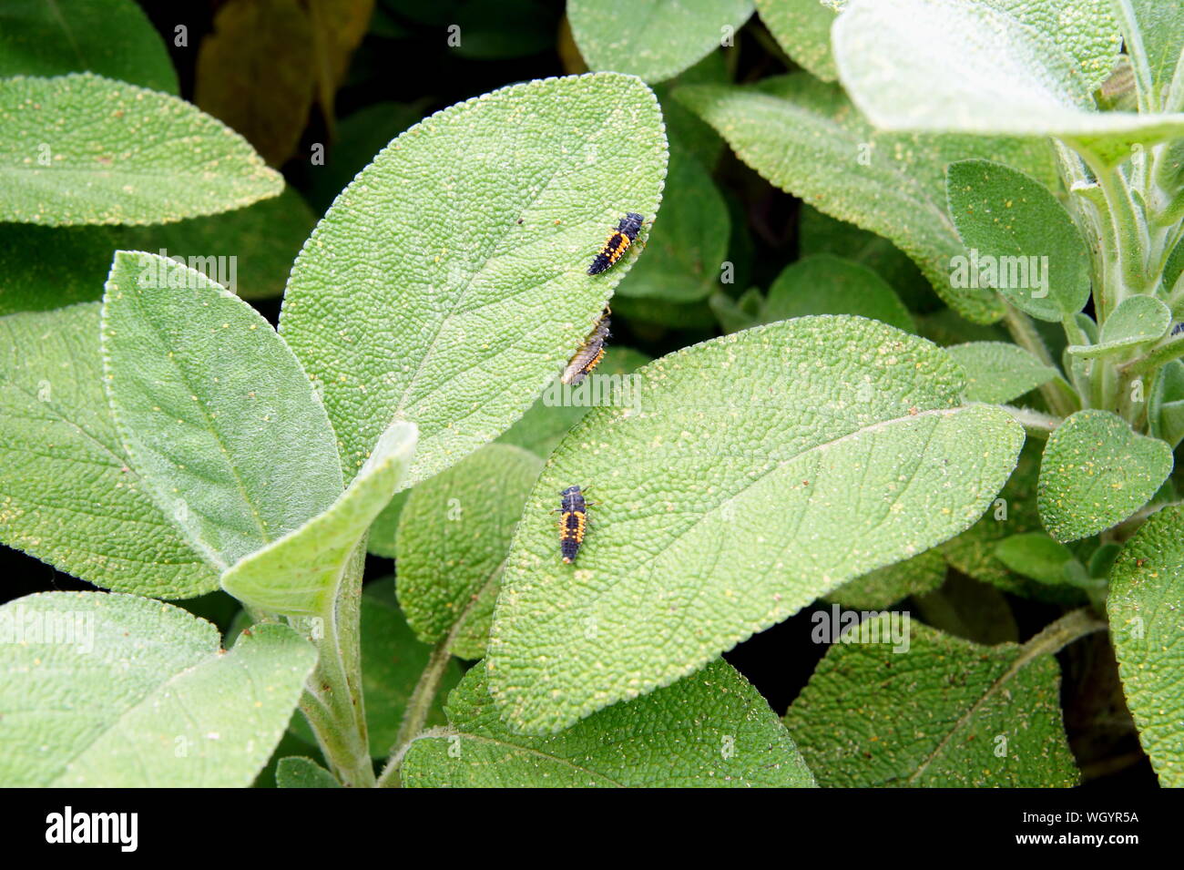Ladybug Larva Aphids High Resolution Stock Photography and Images - Alamy