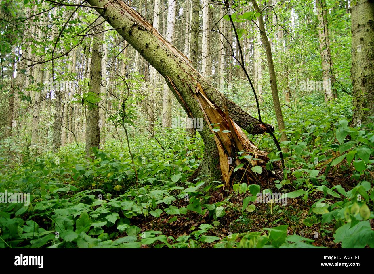 Broken by strong tree roots hi-res stock photography and images - Alamy