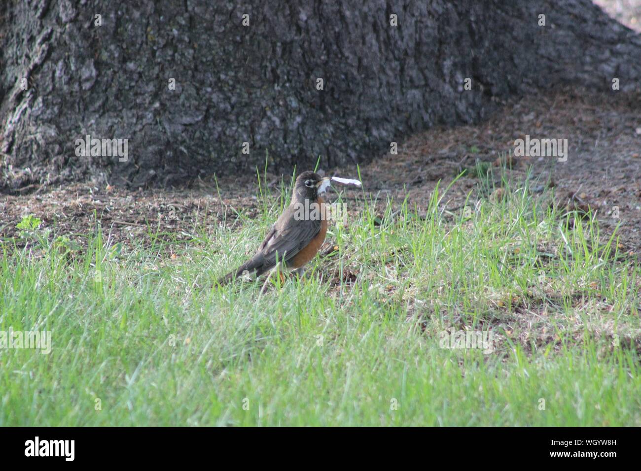 Robin in the grass hi-res stock photography and images - Alamy