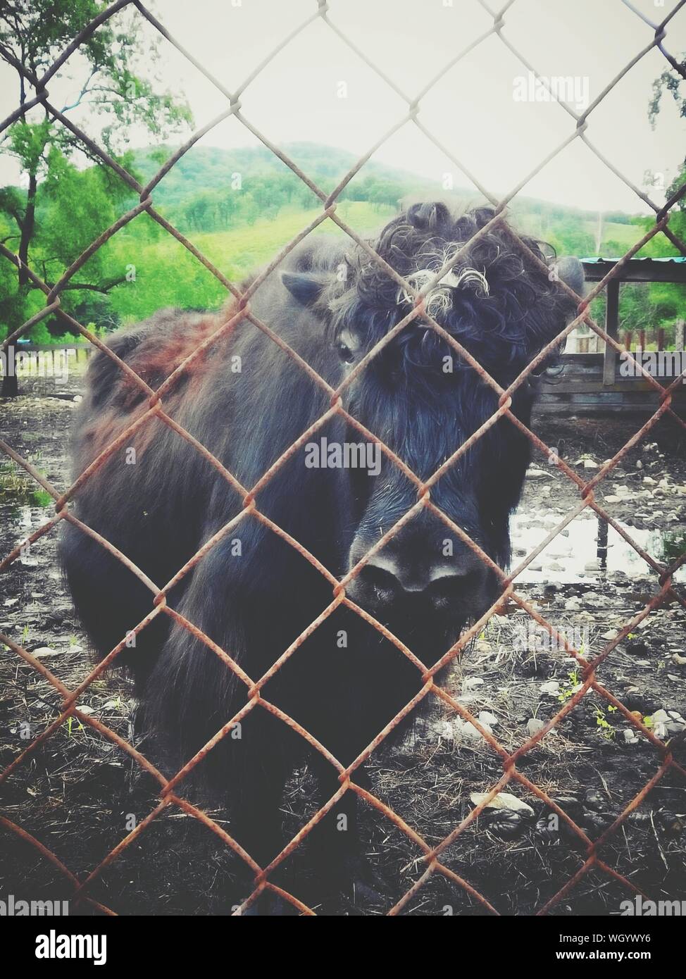 Cow head in fence hi-res stock photography and images - Alamy
