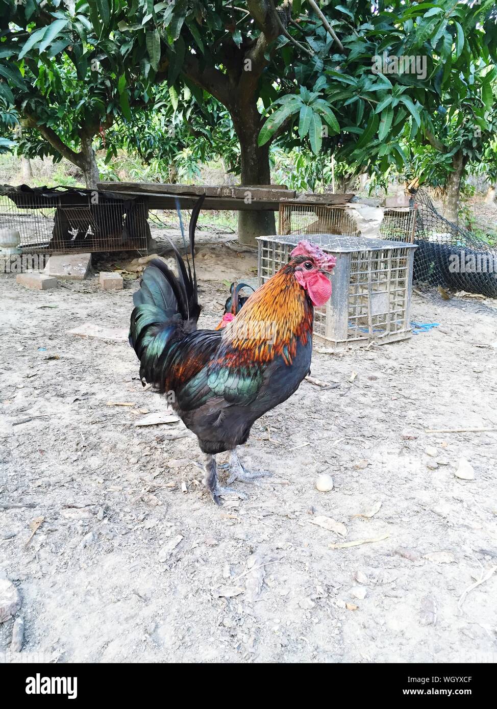 Chicken field hi-res stock photography and images - Alamy