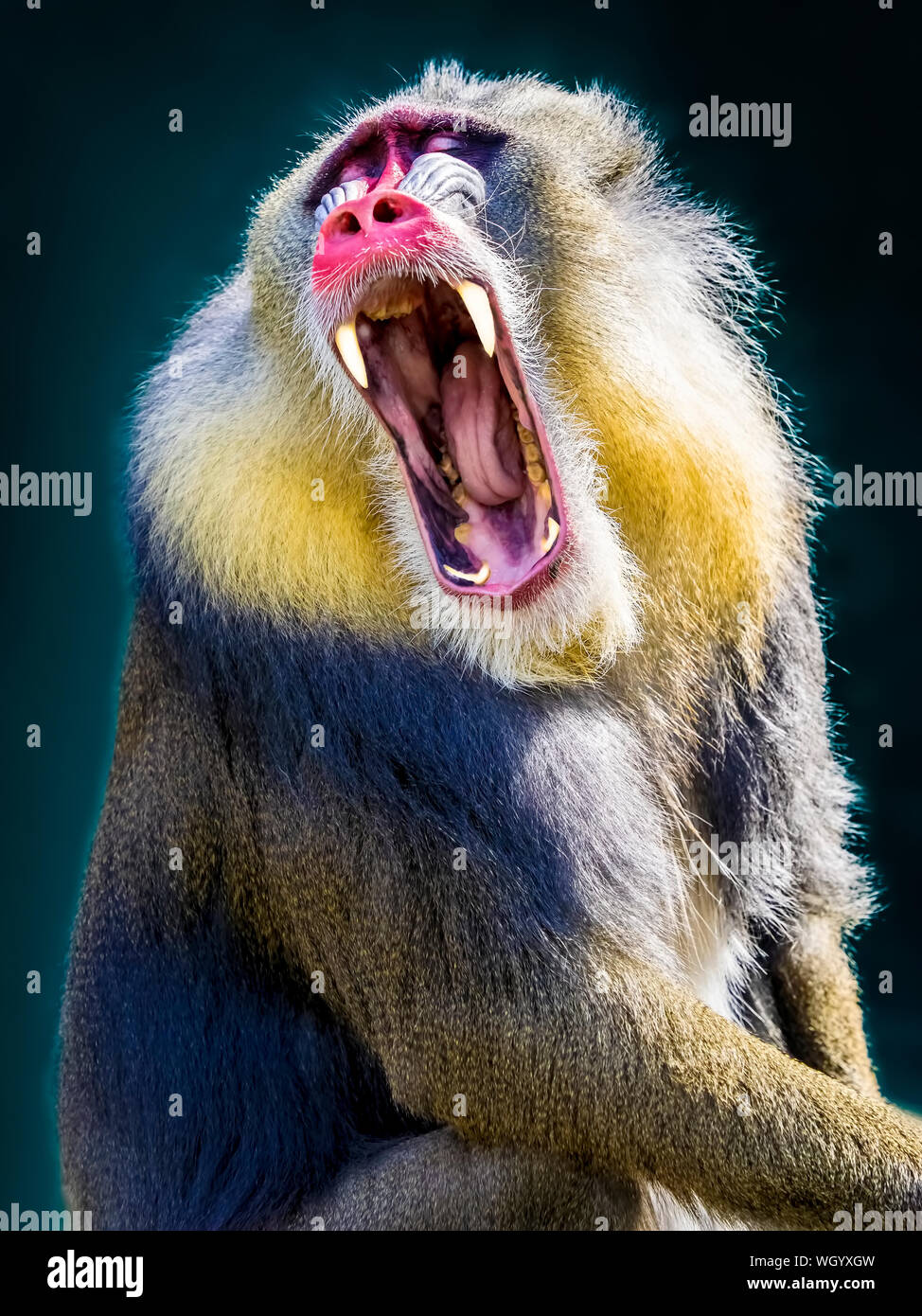 Side view of mandrill hi-res stock photography and images - Alamy