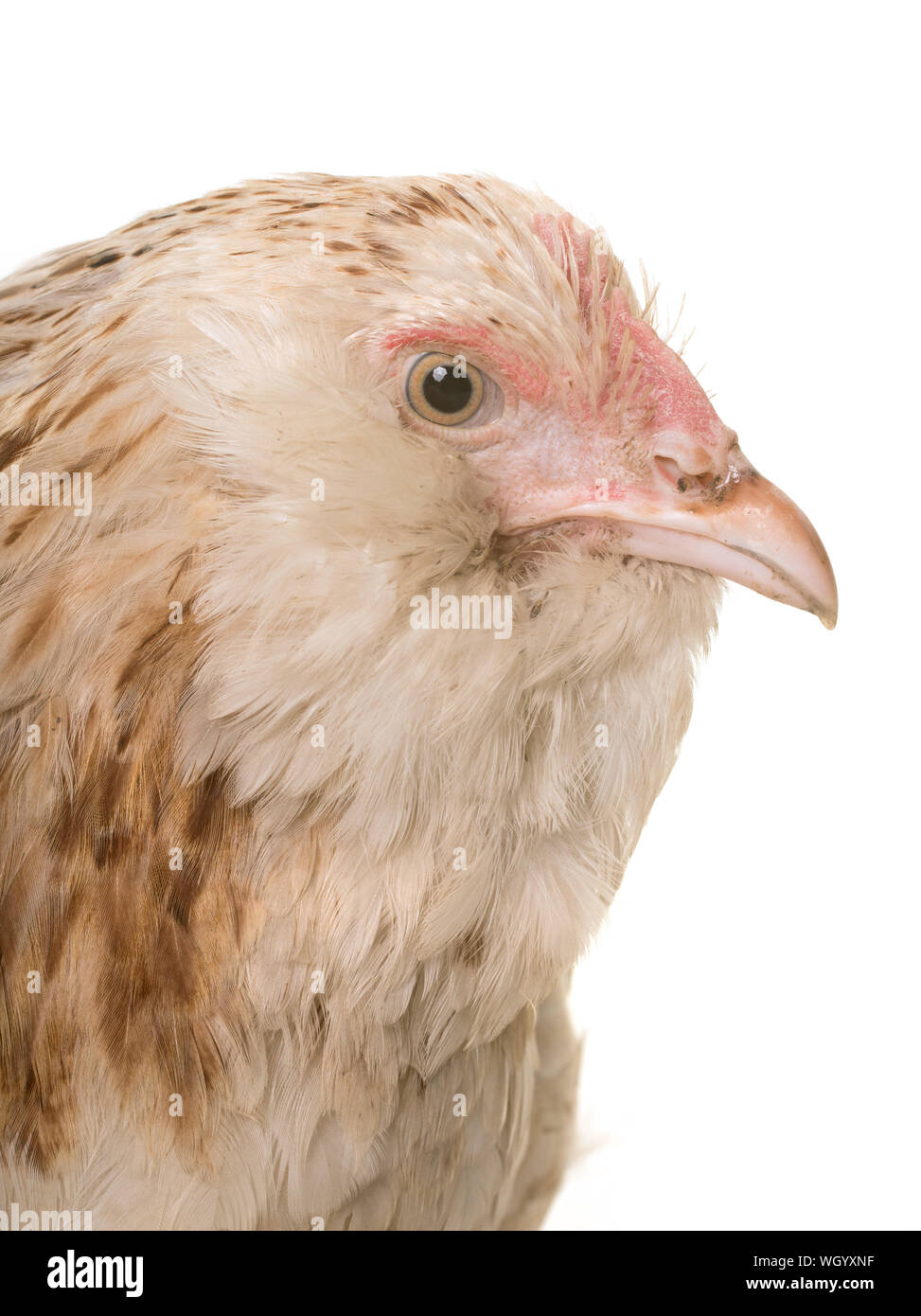 Close up head of chicken hi-res stock photography and images - Alamy