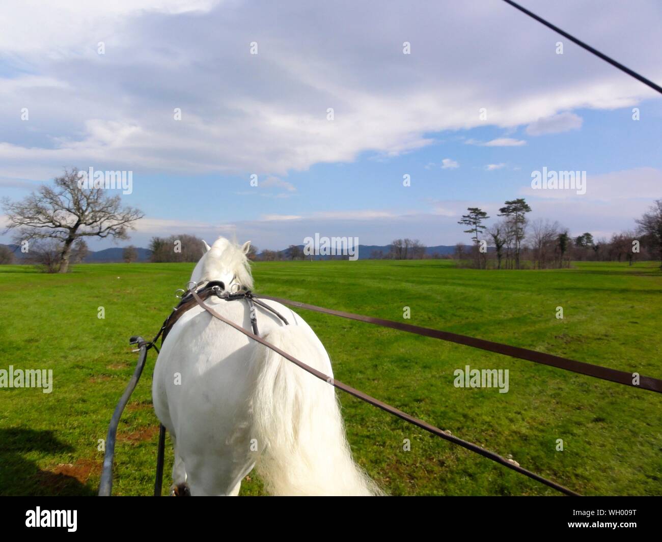 Rear view of horse hi-res stock photography and images - Alamy