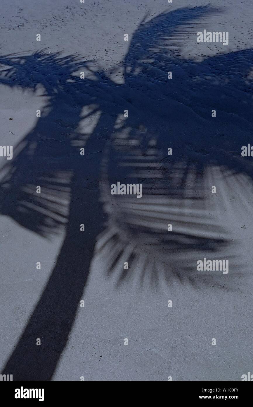 Shadow of palm tree on beach hi-res stock photography and images - Alamy