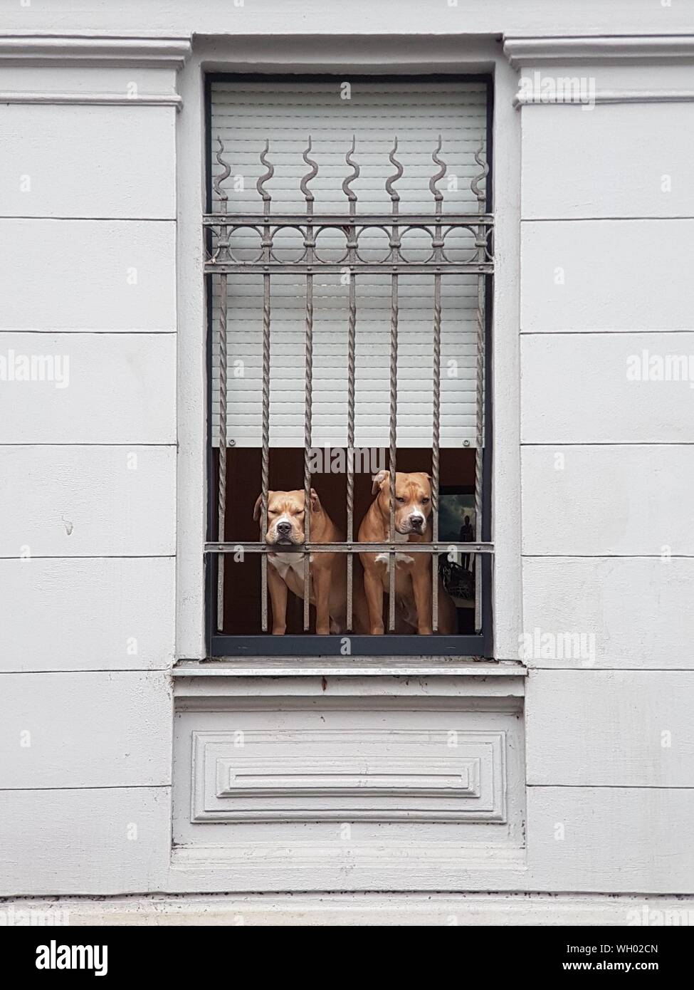 Dogs in window hi-res stock photography and images - Alamy