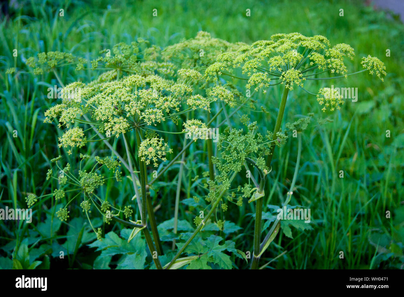 Green umbrellas of hogweed. Poisonous grass. The end of summer, ripened ...