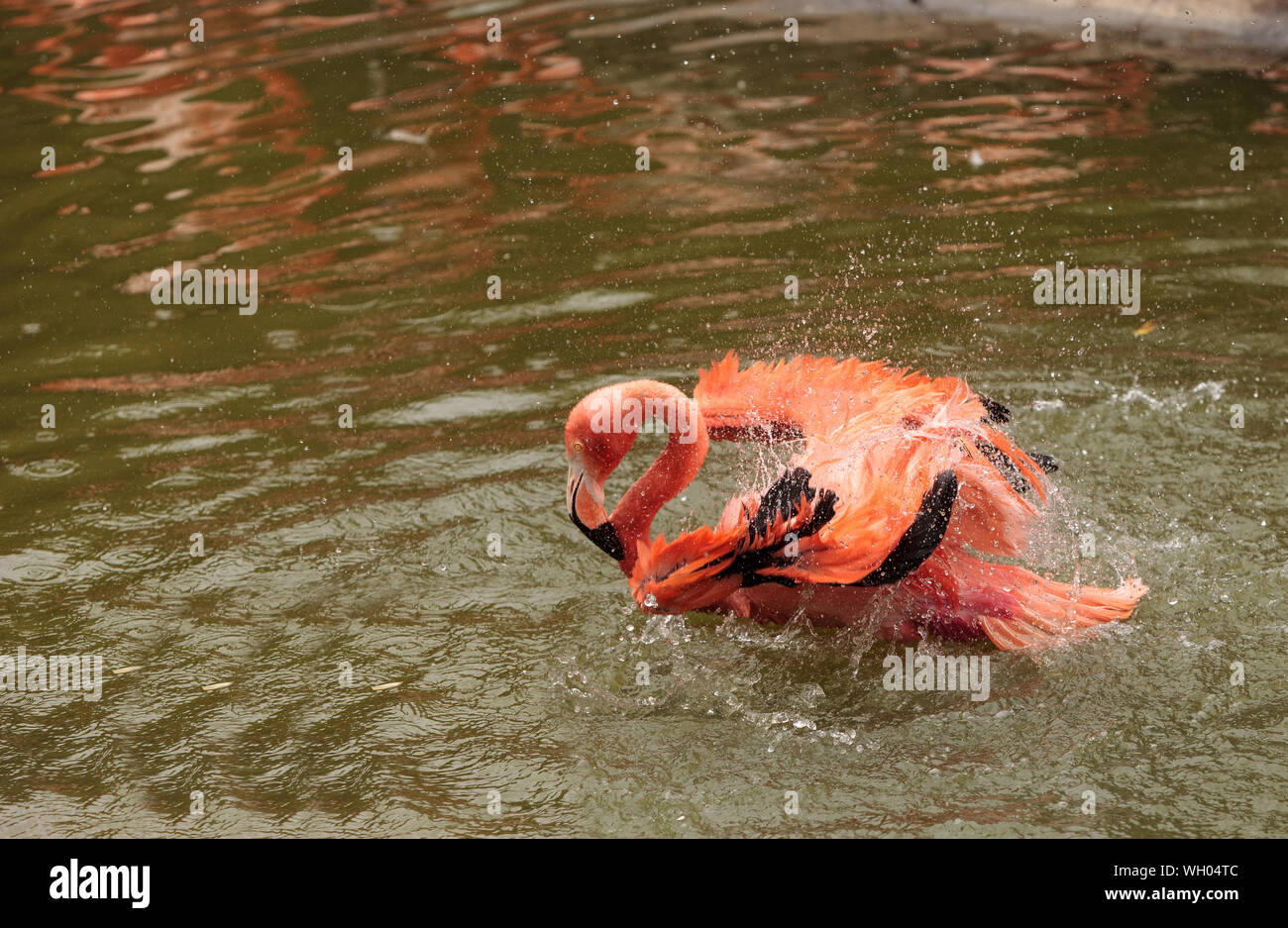 Splashing flamingo hi-res stock photography and images - Alamy