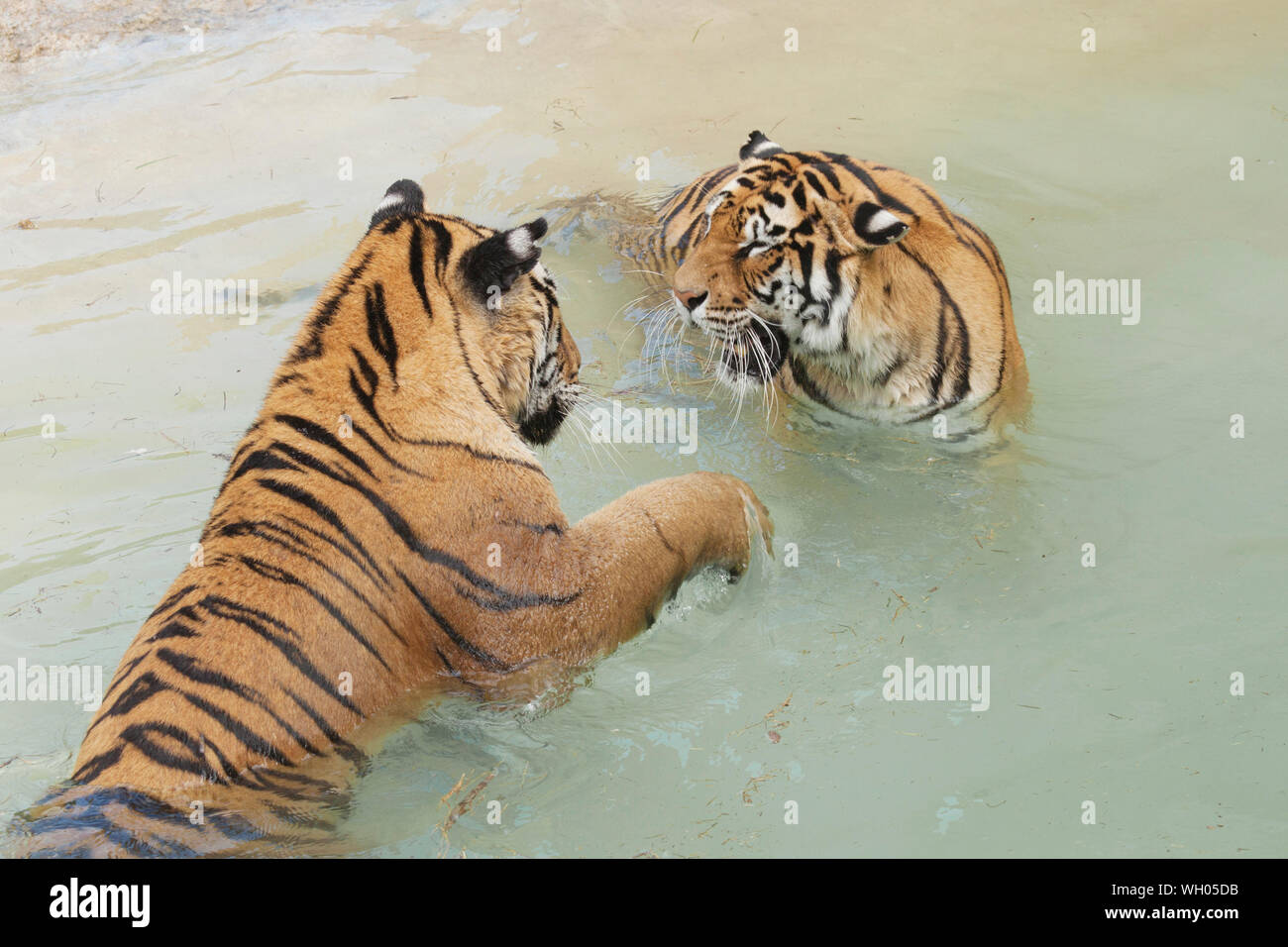 Tiger playing in water hi-res stock photography and images - Alamy