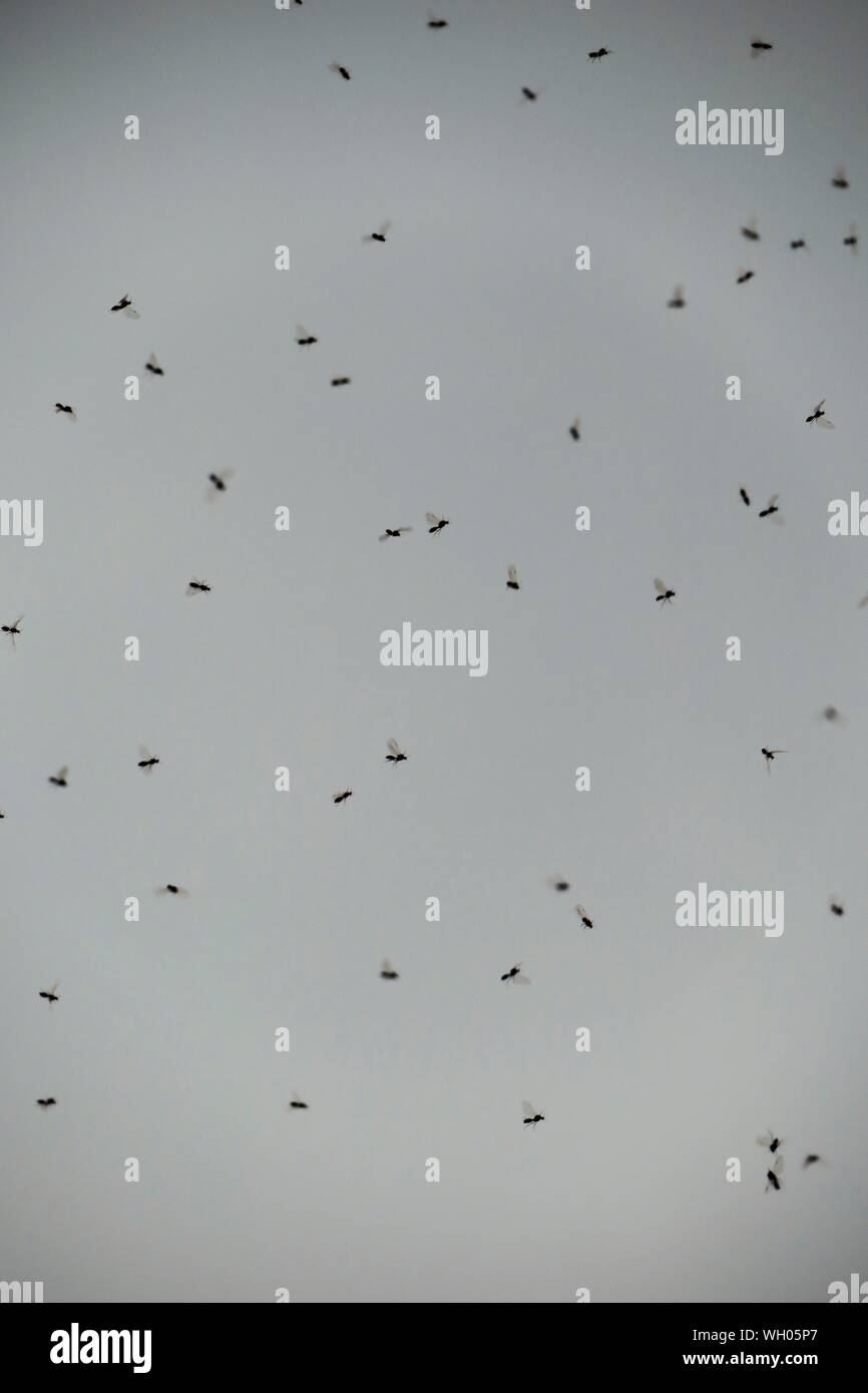 Sky insects hi-res stock photography and images - Alamy