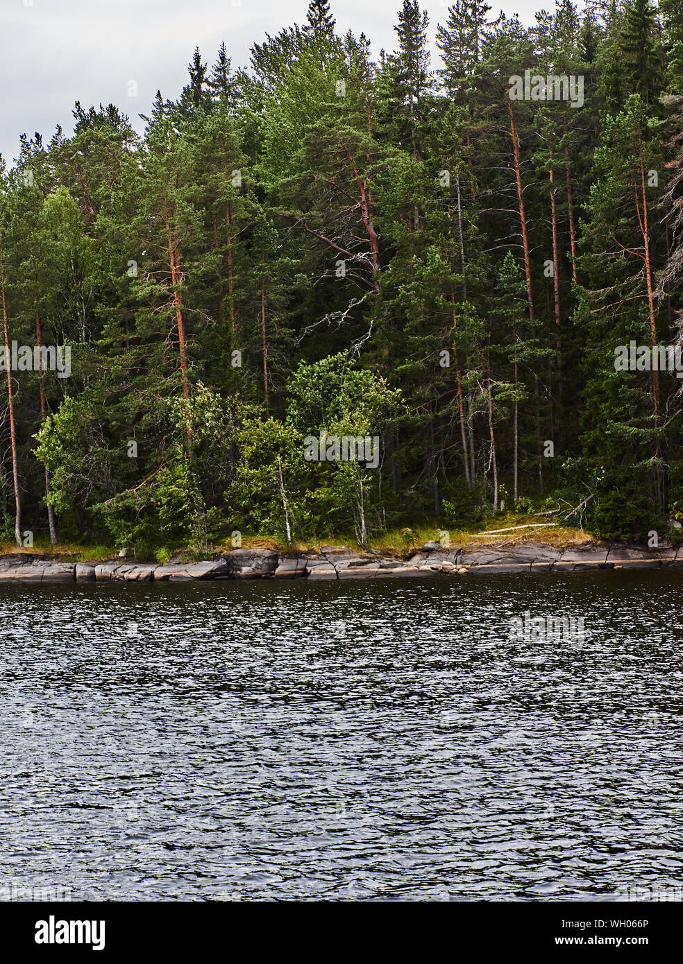 Typical Karelian landscape on the island of Valaam: forest of conifers ...