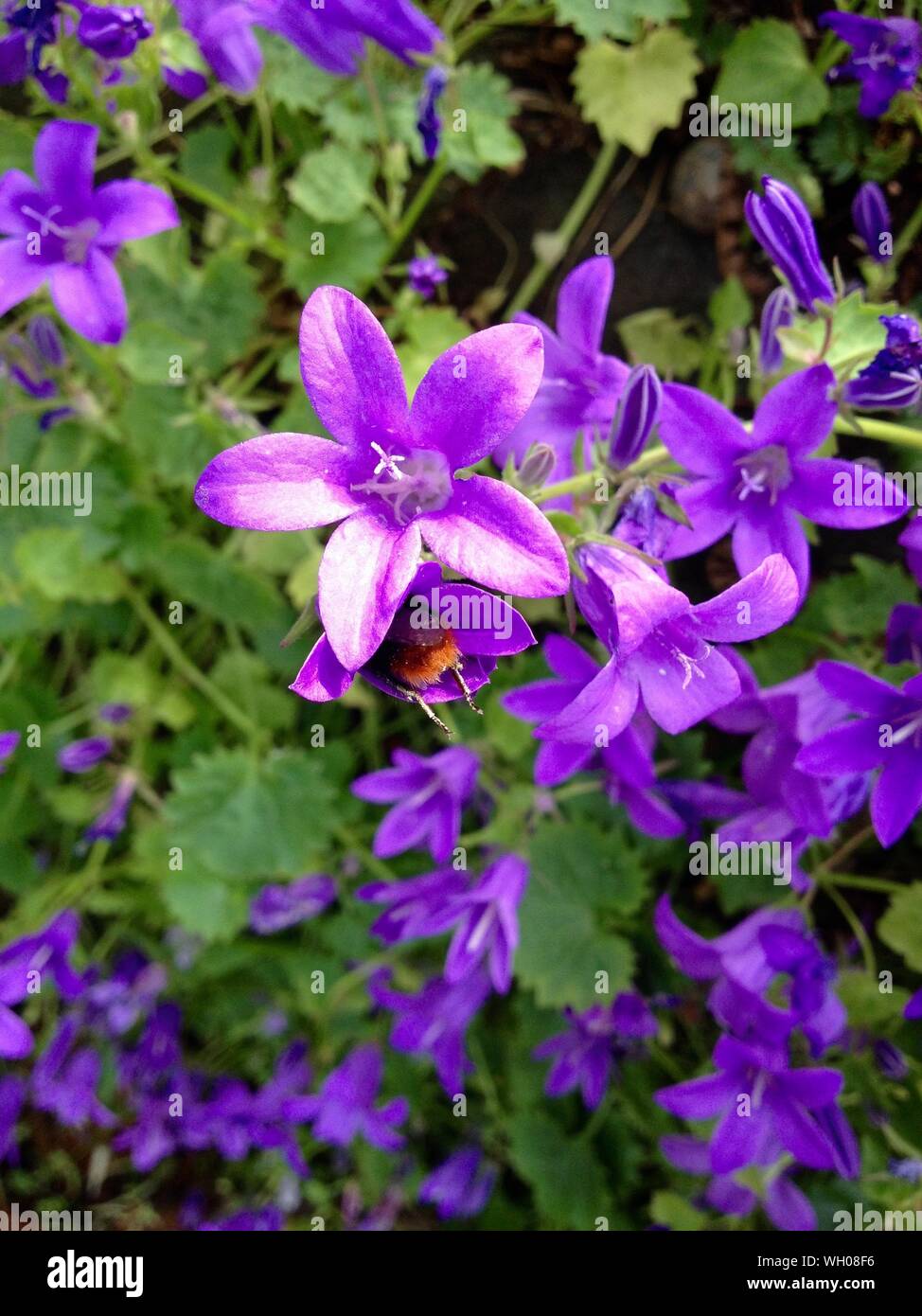 Purple balloon flowers hi-res stock photography and images - Alamy