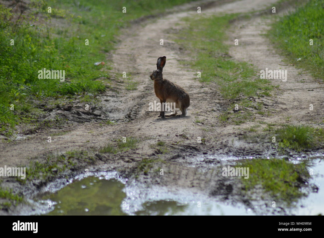 Rabbit on dirt road hi-res stock photography and images - Alamy