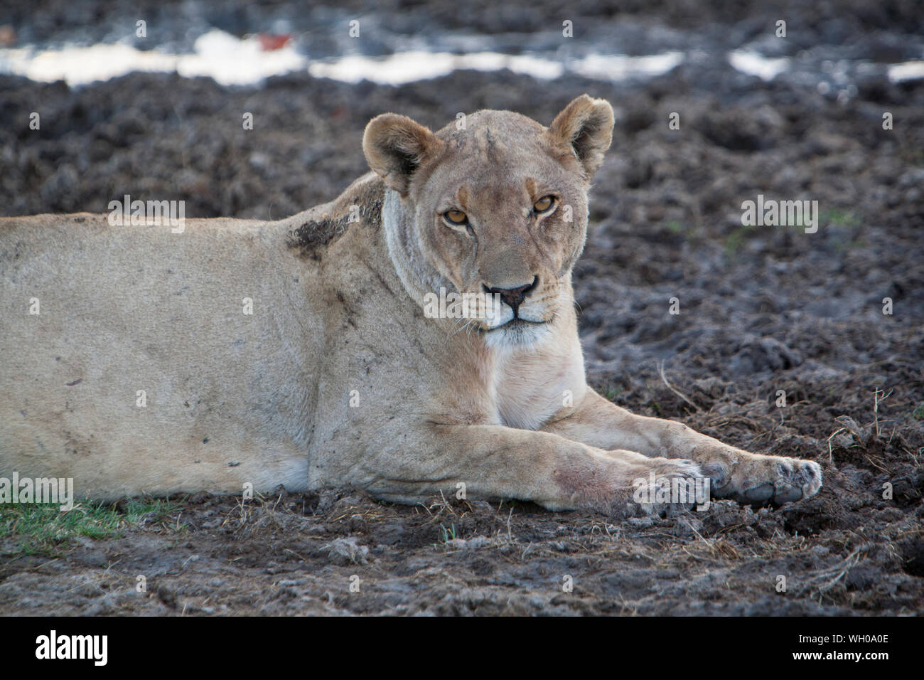 Lioness sitting side view hi-res stock photography and images - Alamy