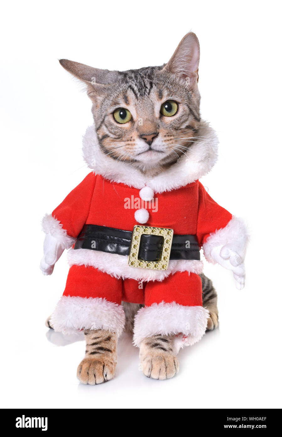 Cat with christmas costume hi-res stock photography and images - Alamy