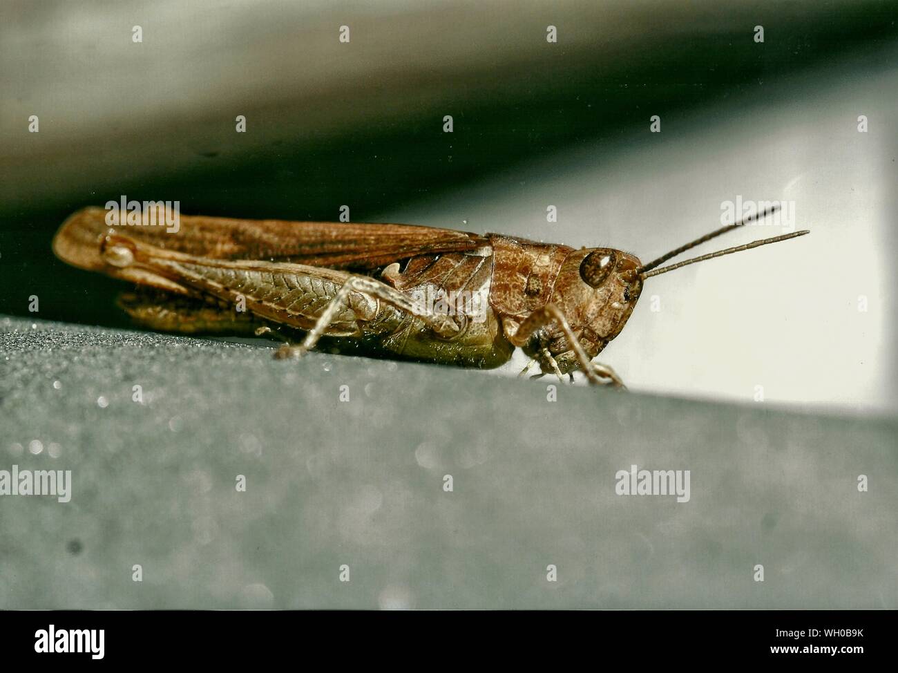 Cricket close insect hi-res stock photography and images - Alamy