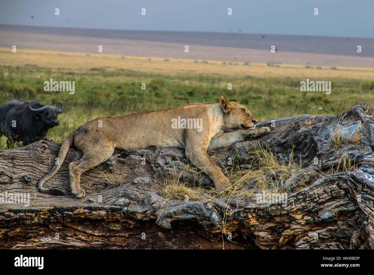 Lion sleeping tree hi-res stock photography and images - Alamy