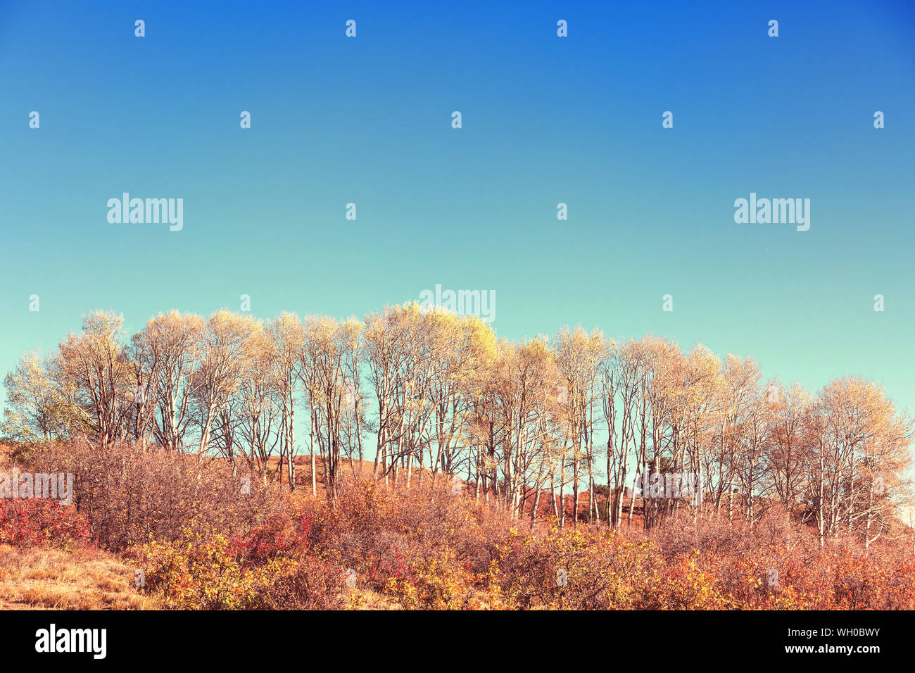 Autumn scene in yellow tones. Fall background Stock Photo - Alamy