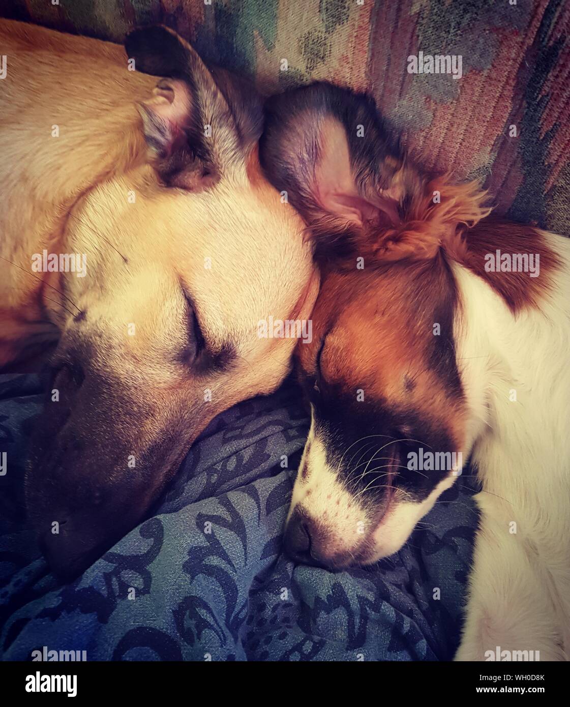 Two dogs bed hi-res stock photography and images - Alamy