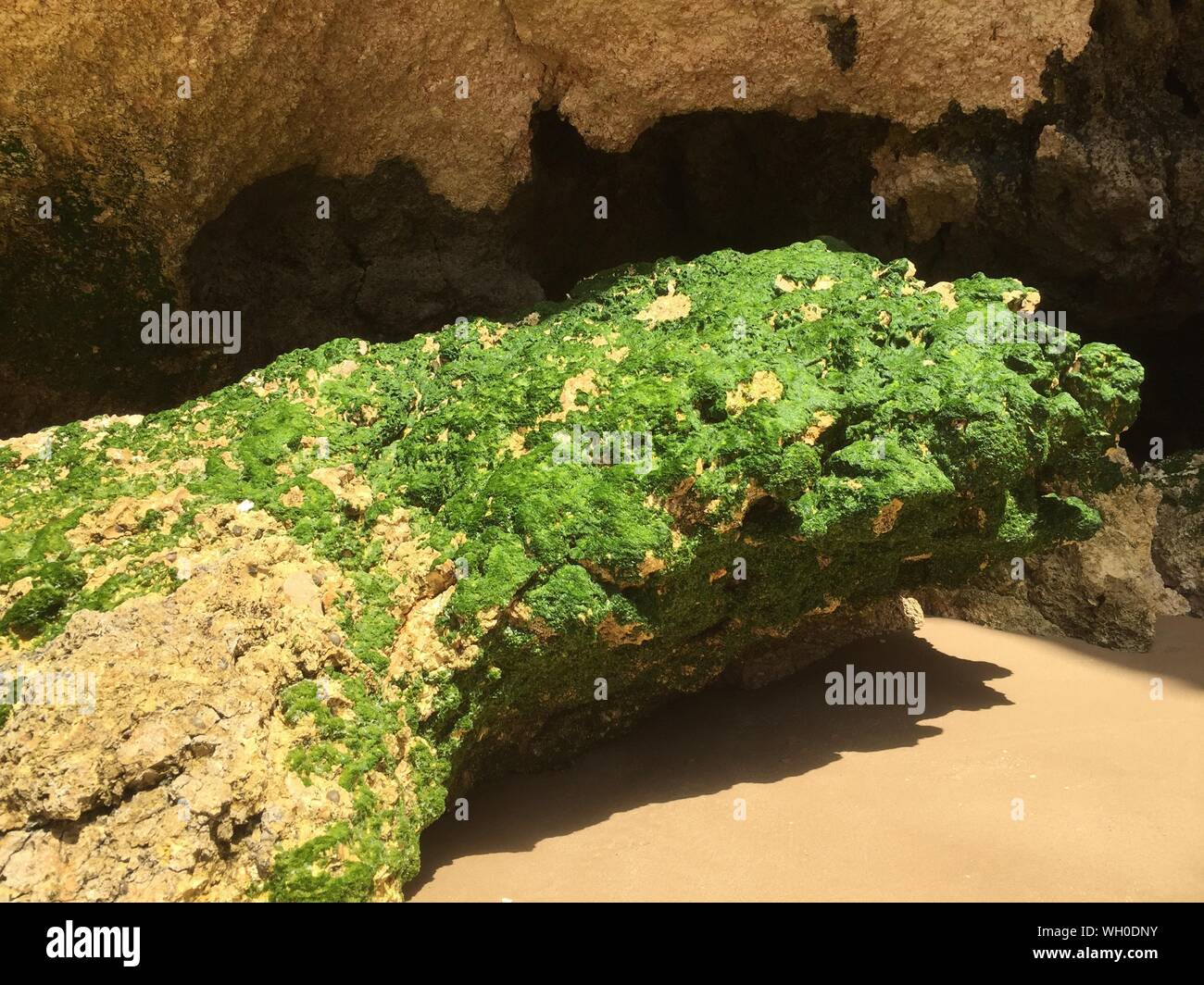 Green beach rock moss hi-res stock photography and images - Alamy