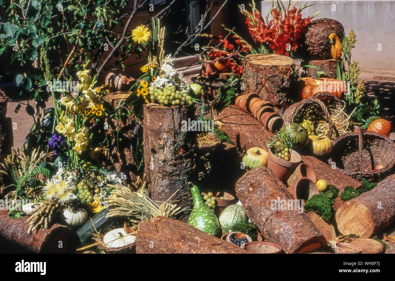 Fruit fruits log hi-res stock photography and images - Alamy