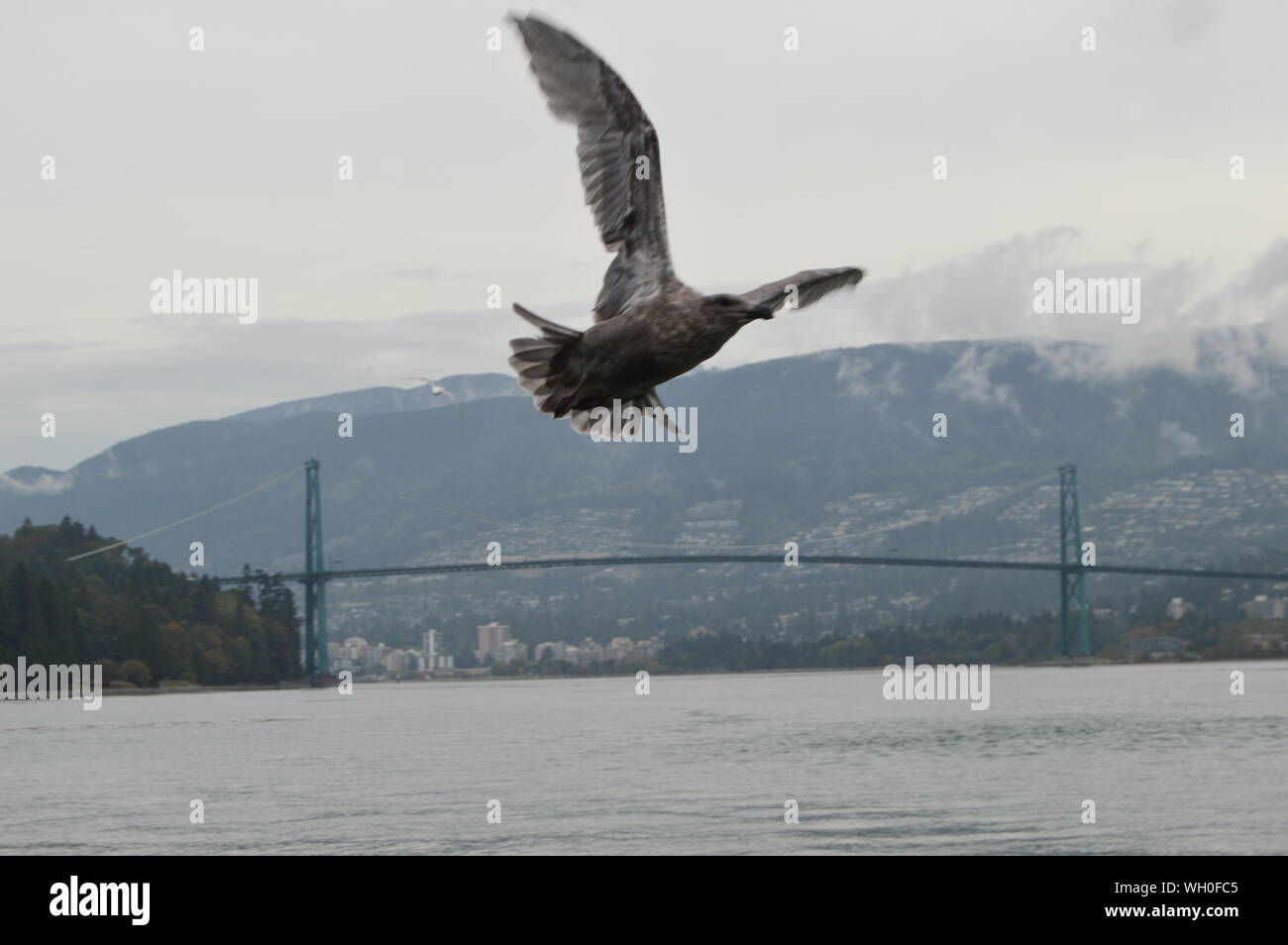 Flying away bird hi-res stock photography and images - Alamy